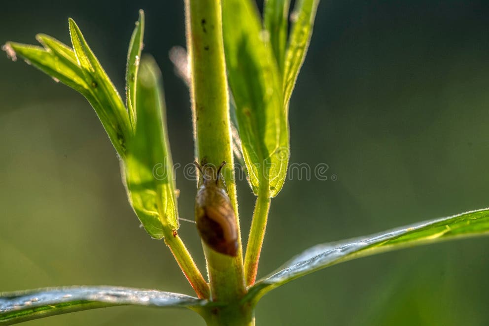 Amber Snail, Succinea Putris, Shell on a Leaf Stock Image - Image of ...