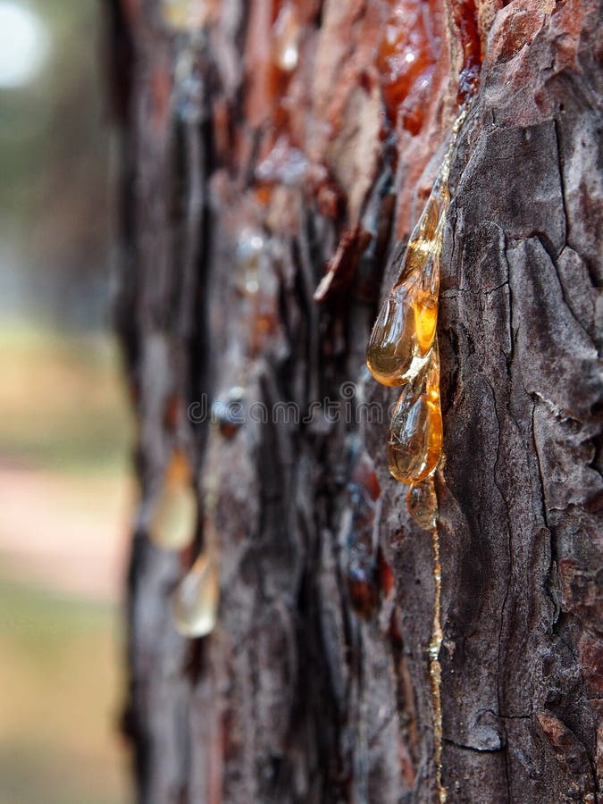 Amber tear stock photo. Image of pine, wound, amber - 130956678