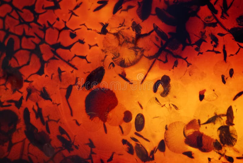 Amber texture stock image. Image of vibrant, background - 5851185