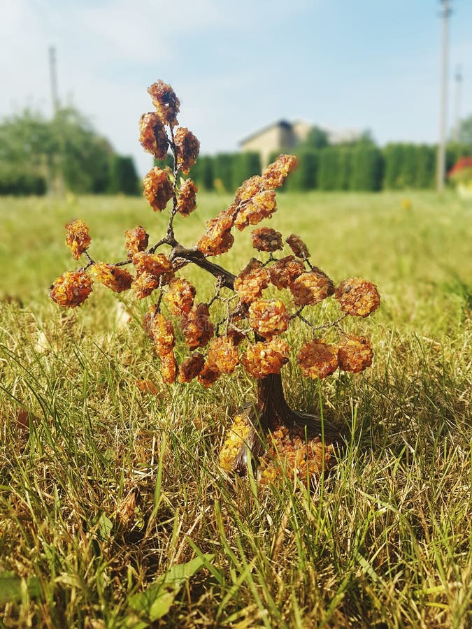 Ambertree Stock Photos - Free & Royalty-Free Stock Photos from Dreamstime