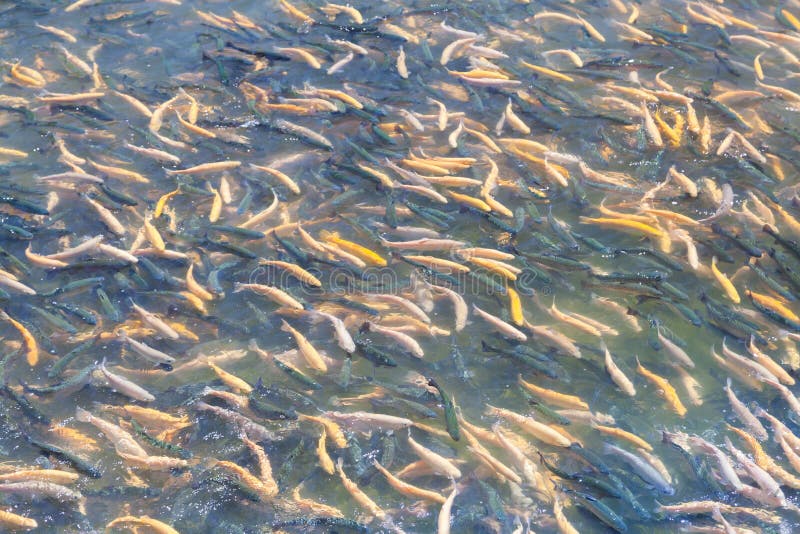 Amber trout stock image. Image of animal, trouts, food - 76129297
