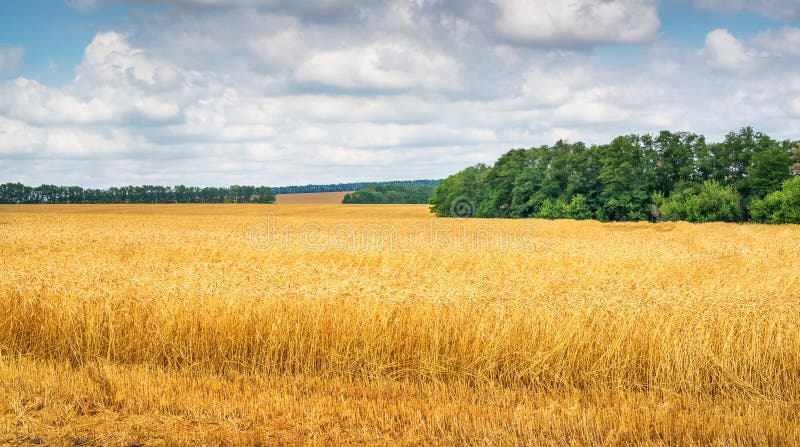 Amber waves of grain stock image. Image of burkittseville - 106977925