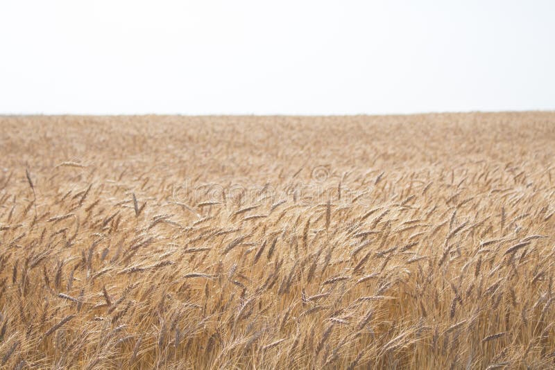 Amber Waves of Grain stock photo. Image of field, grain - 226109044
