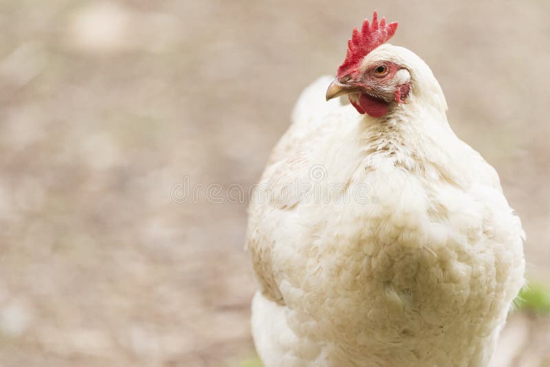 Witte Kip En Kleine Leuke Kippen in De Kooi Stock Foto - Image of ...