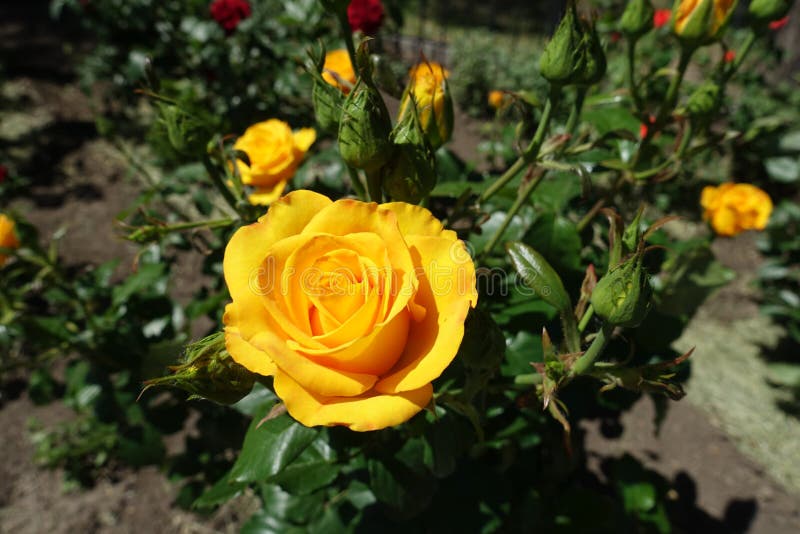Amber Yellow Flower of Rose in Garden Stock Image - Image of closeup ...