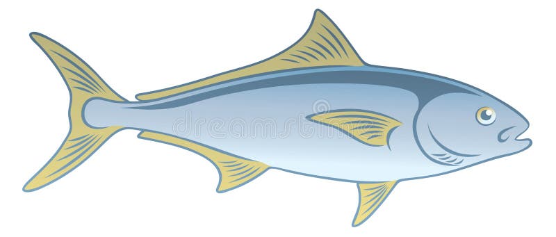 Amberjack Fish Stock Illustrations – 94 Amberjack Fish Stock ...