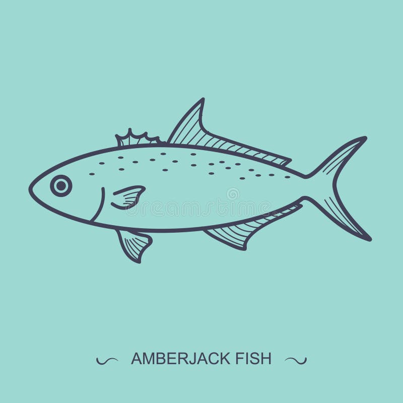 Amberjack fish vector stock vector. Illustration of flies - 47543282