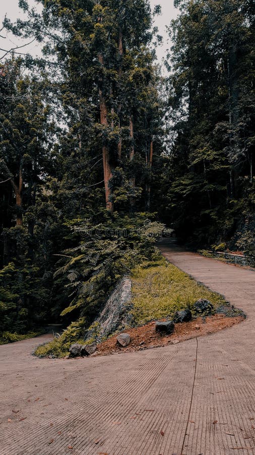 Ambience Forest Resin at the Foot of the Mountain Stock Image - Image ...