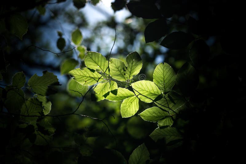 Ambient Light through the Trees in the Autumn Forest Stock Image ...