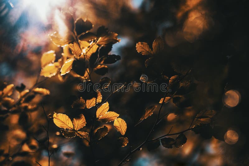 Ambient Light through the Trees in the Autumn Forest Stock Photo ...