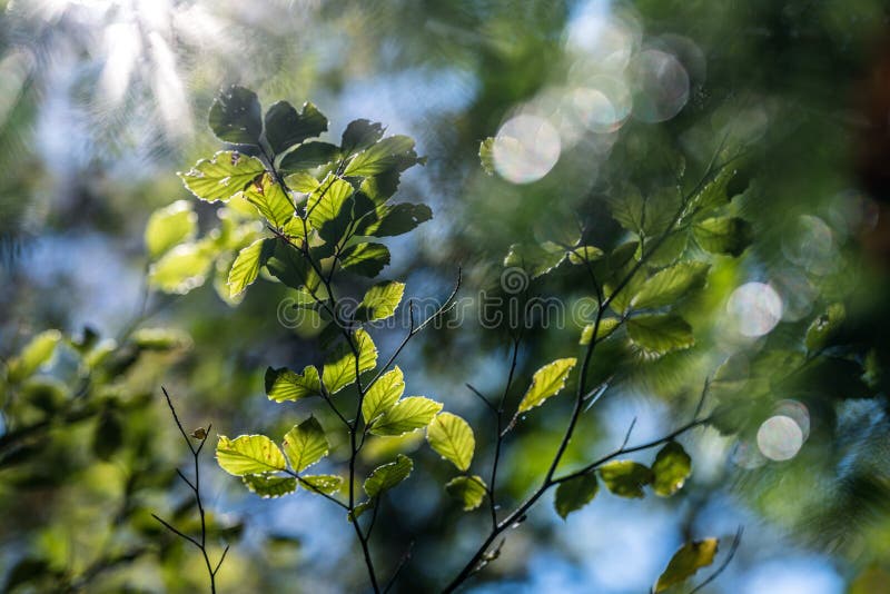 Ambient Light through the Trees in the Autumn Forest Stock Image ...