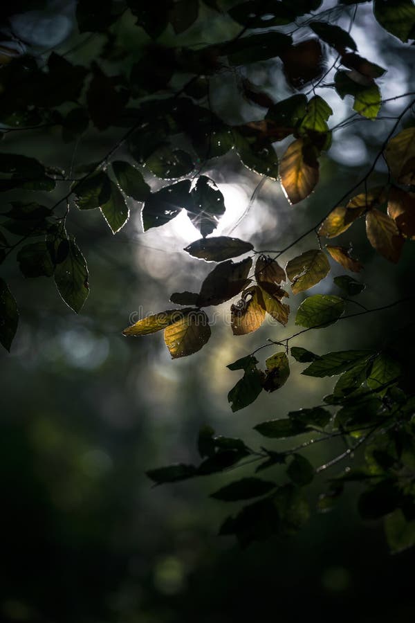 Ambient Light through the Trees in the Autumn Forest Stock Image ...