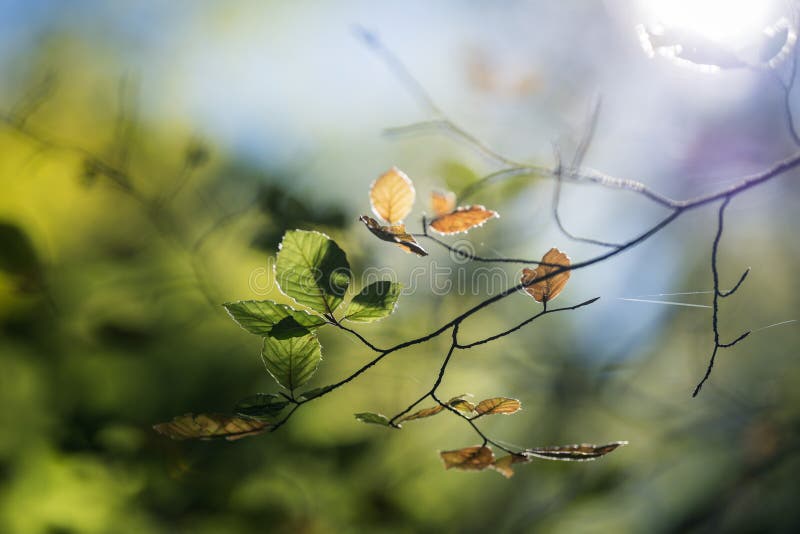 Ambient Light through the Trees in the Autumn Forest Stock Photo ...