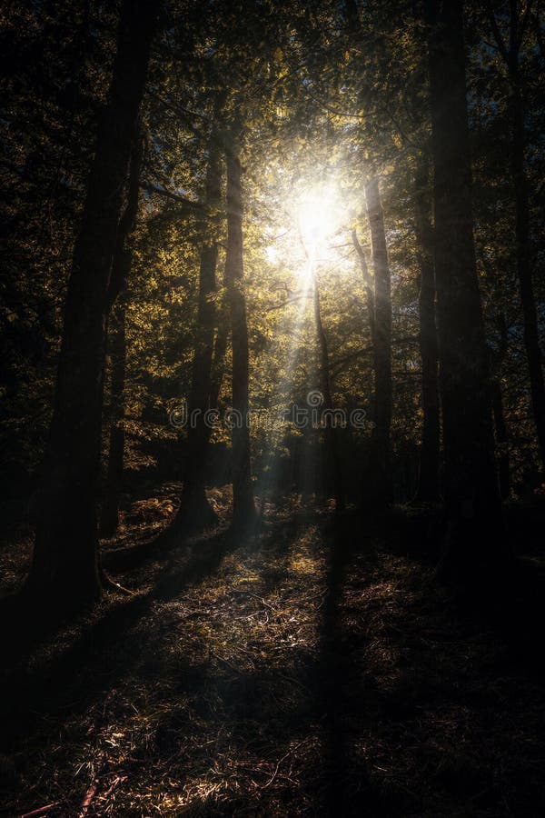 Ambient Light through the Trees in the Autumn Forest Stock Photo ...