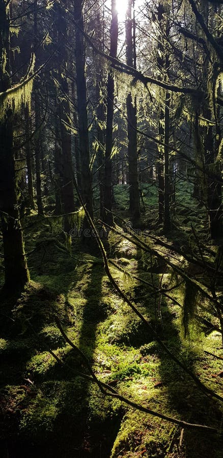 Ambient sun through trees stock image. Image of moss - 159256491