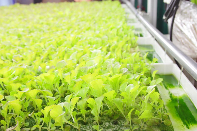Ambiente Controlado Hidropónico Imagen de archivo - Imagen de clima ...