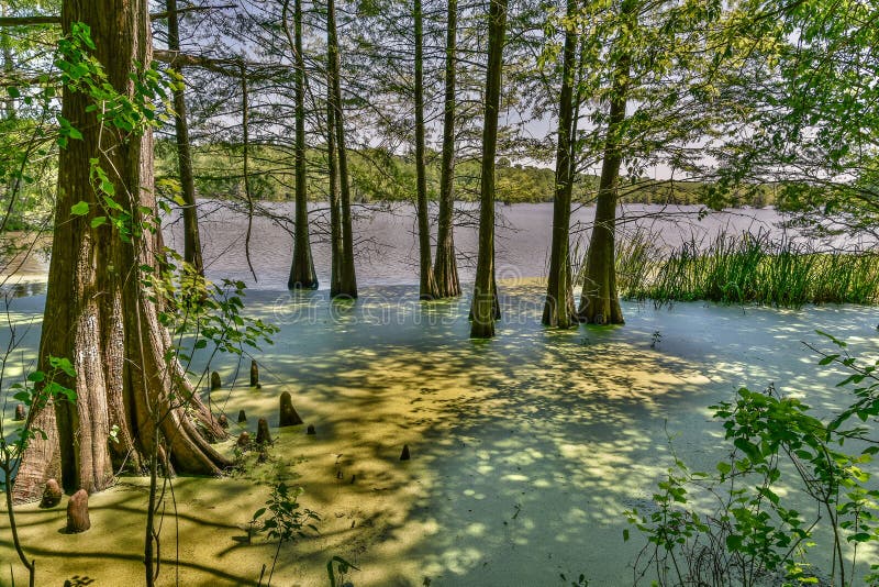 Ambiente della palude fotografia stock. Immagine di ambiente - 56128034