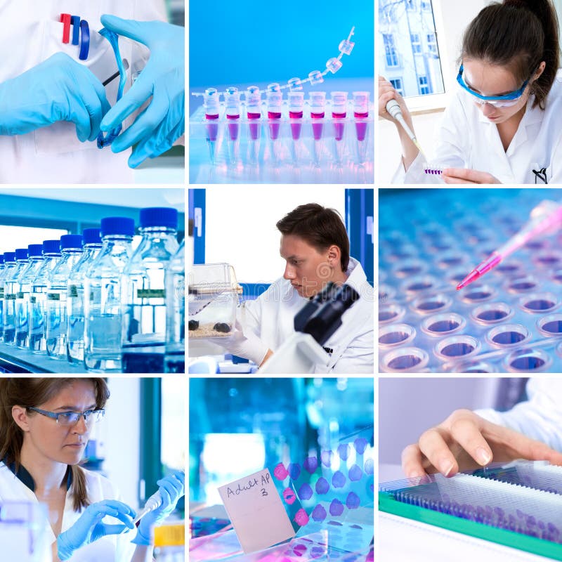 Trabajo Experimental Con Los Ratones Foto de archivo - Imagen de ...