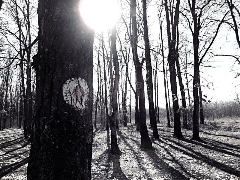 Ambiente oscuro y sosegado foto de archivo. Imagen de cambiante - 258516320