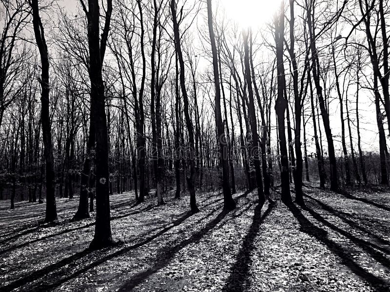Ambiente oscuro y sosegado imagen de archivo. Imagen de sunlight ...