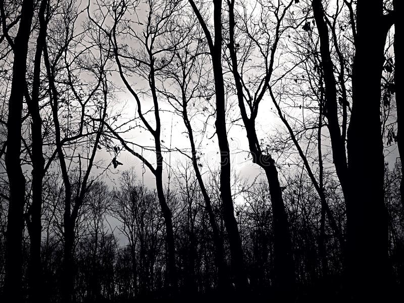 Ambiente oscuro y sosegado foto de archivo. Imagen de ambiente - 258516290