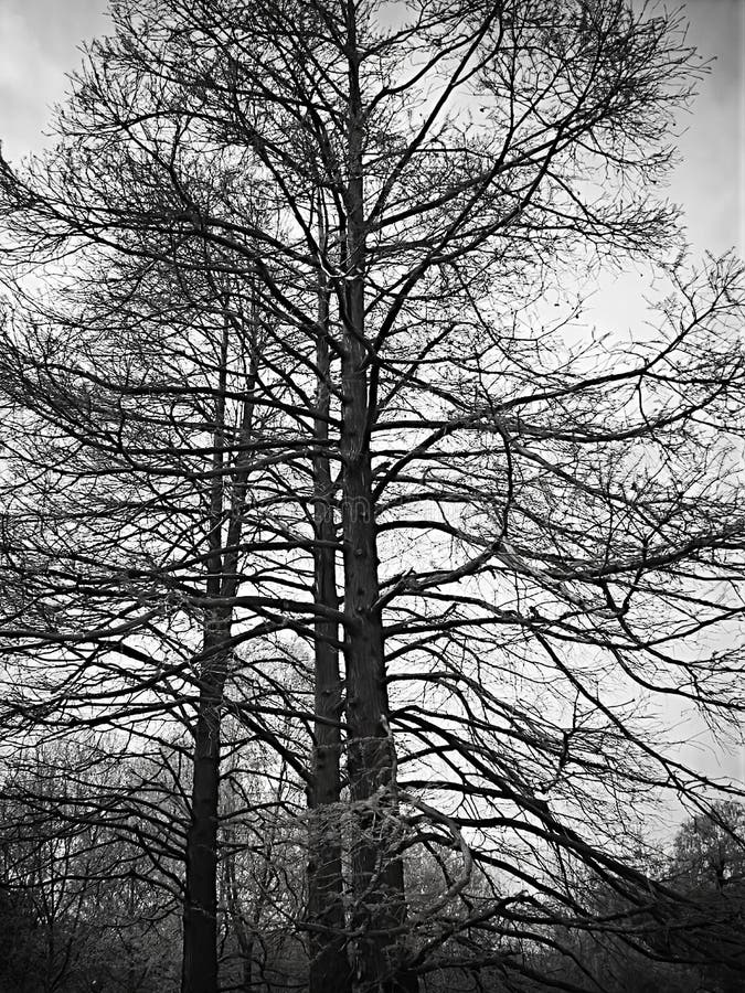 Ambiente oscuro y sosegado imagen de archivo. Imagen de arbolado ...