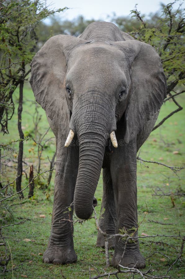 Ambling elephant stock image. Image of mara, nature, elephant - 39396413