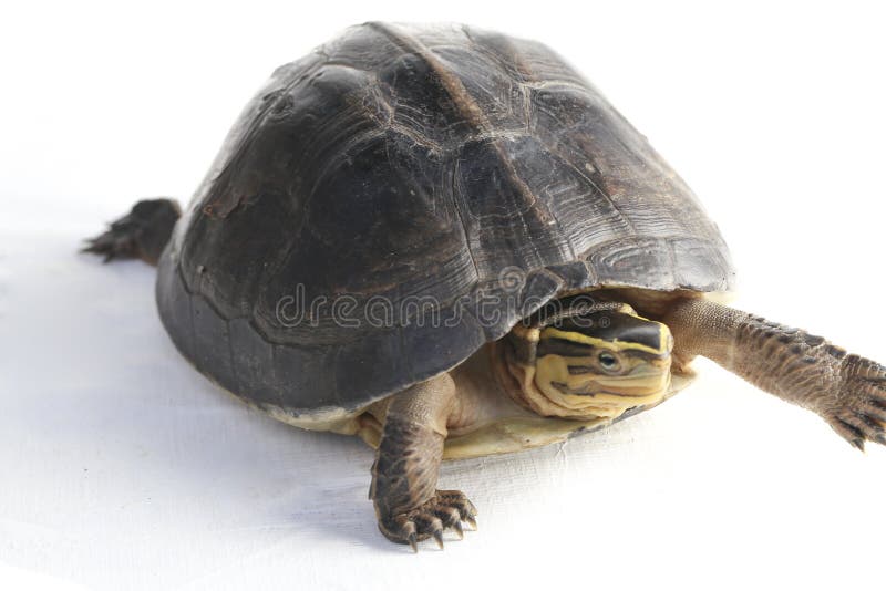 The Amboina Box Turtle Cuora Amboinensis, or Southeast Asian Box Turtle ...