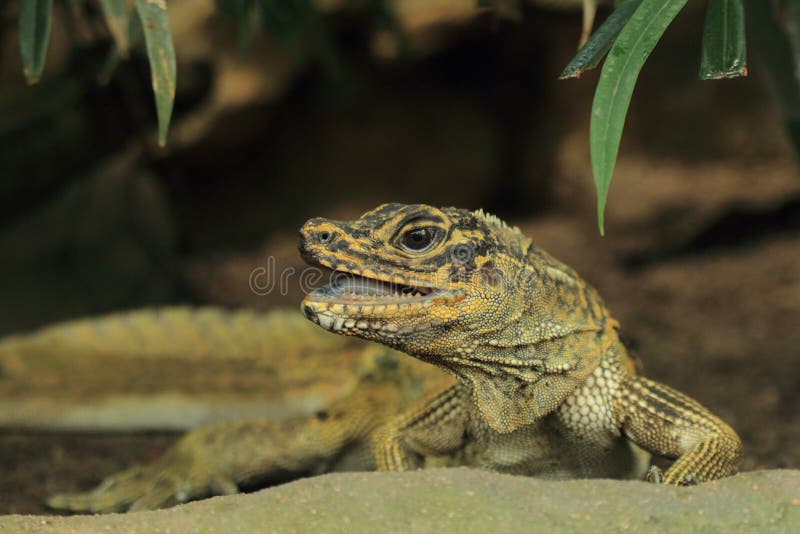 The Sail Lizard Latin. Hydrosaurus is a Genus of Lizards from the ...