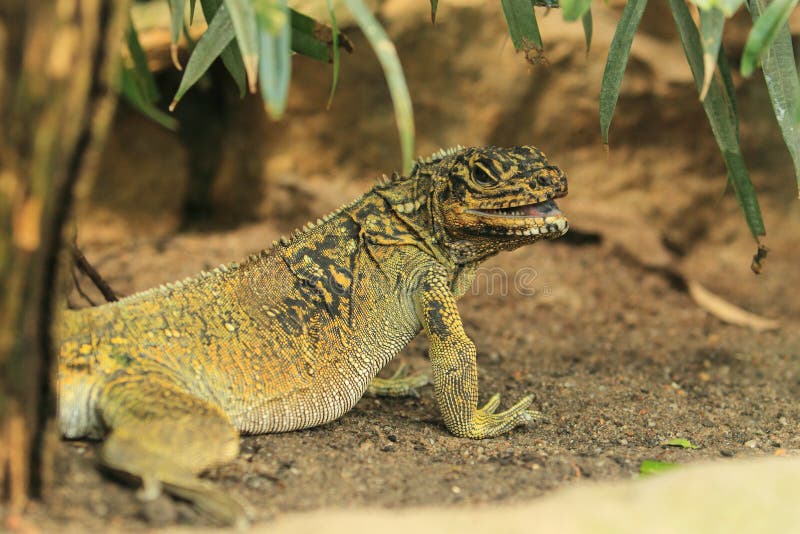 Amboina sailfin lizard stock image. Image of lizard, nature - 37867255