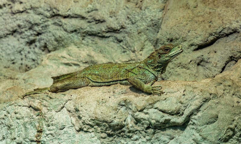 Amboina Sail Finned Lizard stock photo. Image of interior - 234976508