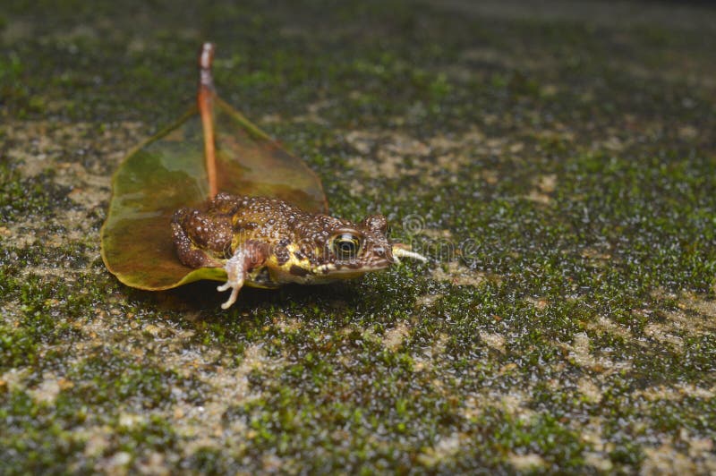 Amboli Toad, Xanthophryne Tigerina at Amboli Rainforest Stock Image ...