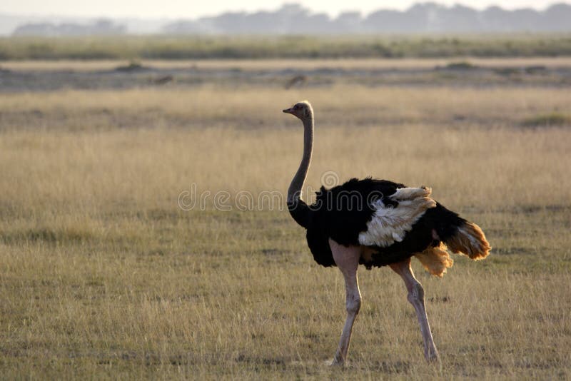 Ostrich Two-toed in Savannah Stock Photo - Image of savannah, bird ...
