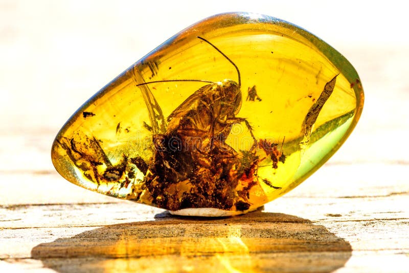 Ambra con insetto incluso fotografia stock. Immagine di mosca - 45497480