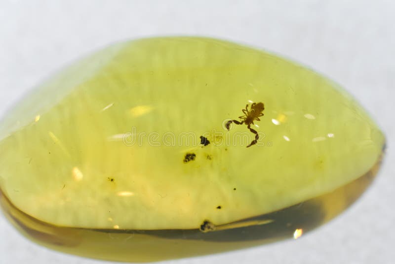 Ambra fossile fotografia stock. Immagine di insetto, isolato - 13484744