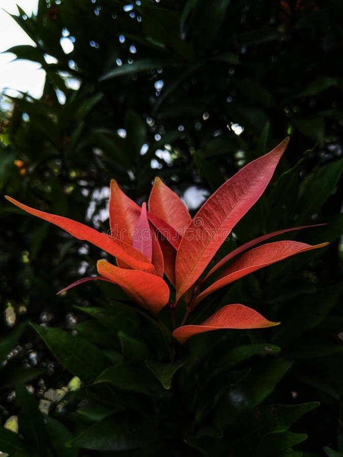 Ambrosi stock image. Image of pink, leaf, ambrosi, ambrosia - 230110109