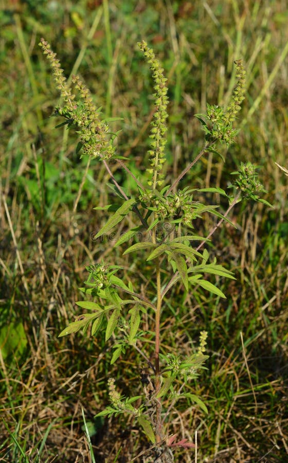 Ambrosia Artemisiifolia, with the Common Names Common Ragweed, Annual ...