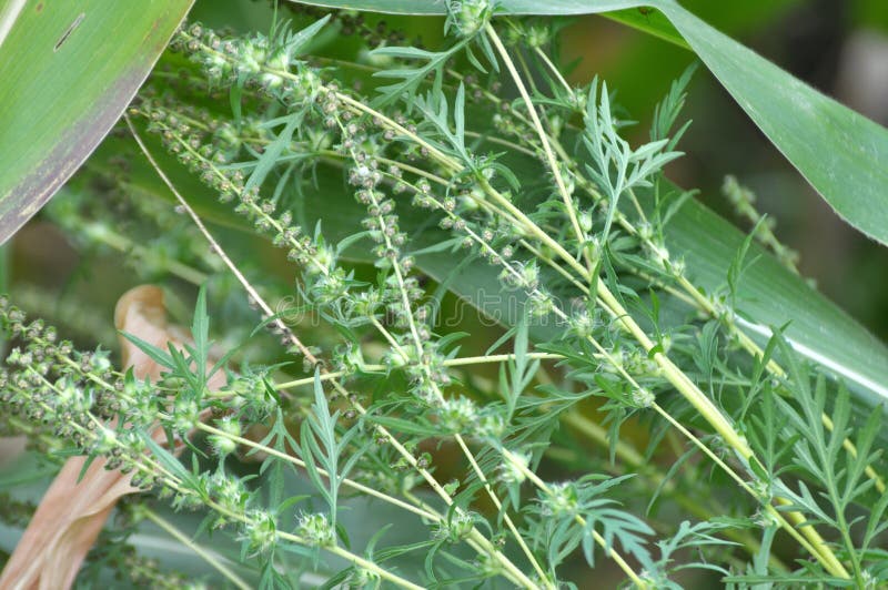 Ambrosia Ambrosia Artemisiifolia Grows in Nature Stock Photo - Image of ...