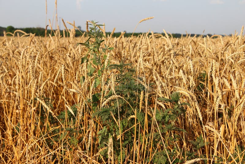 Ambrosia Bush on the Background of a Wheat Field Stock Photo - Image of ...
