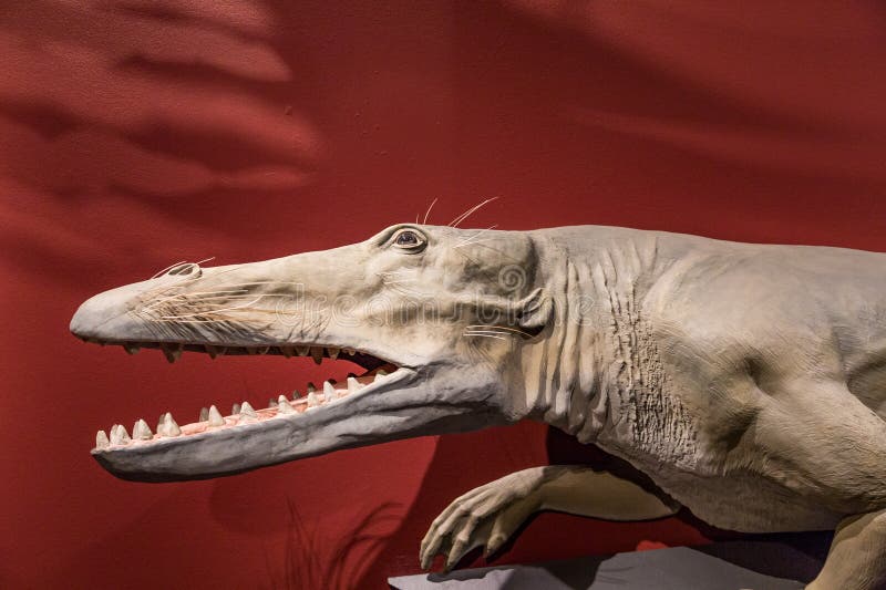 Ambulocetus Stock Photos - Free & Royalty-Free Stock Photos from Dreamstime