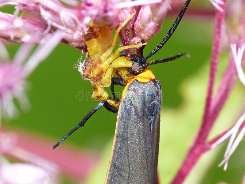 Ambush Bug Feeding on a Yellow-Collared Scape Moth Stock Photo - Image ...