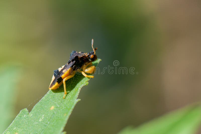 Ambush Bug stock photo. Image of autumn, wildlife, environment - 36866022