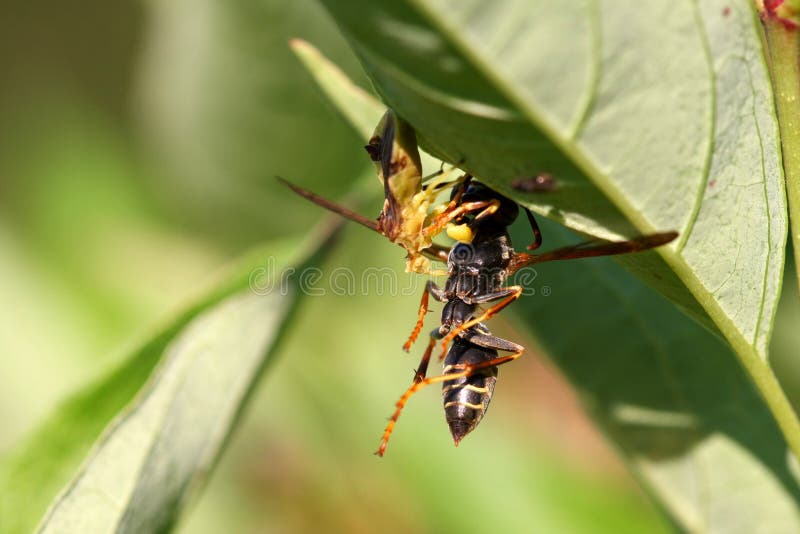 Ambush Bug Phymatinae stock photo. Image of pouncing - 20443666
