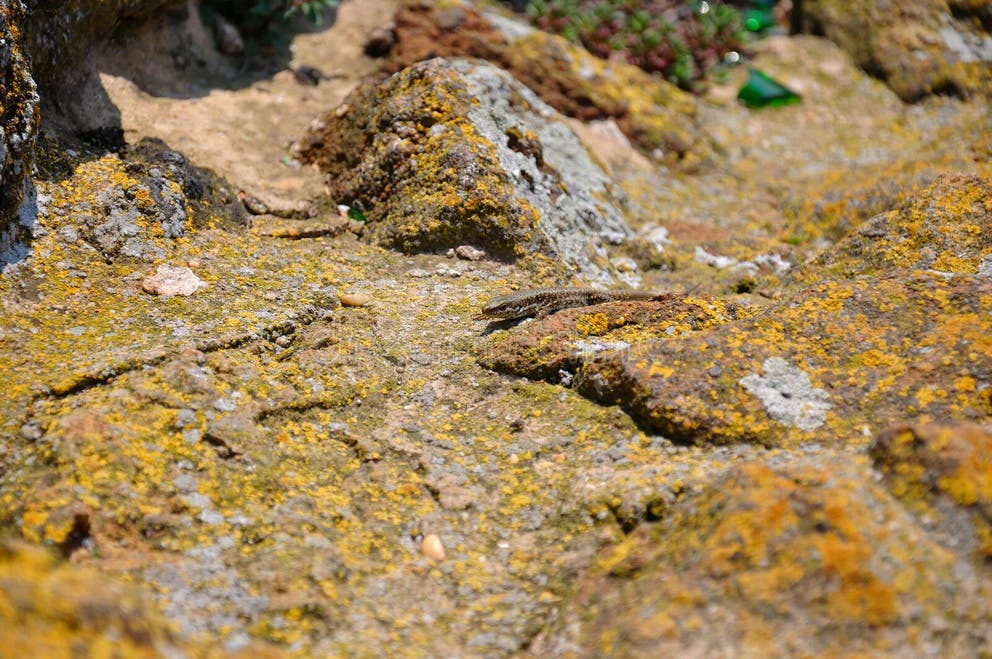 Ambush stock image. Image of lizard, basking, wild, animal - 320658233