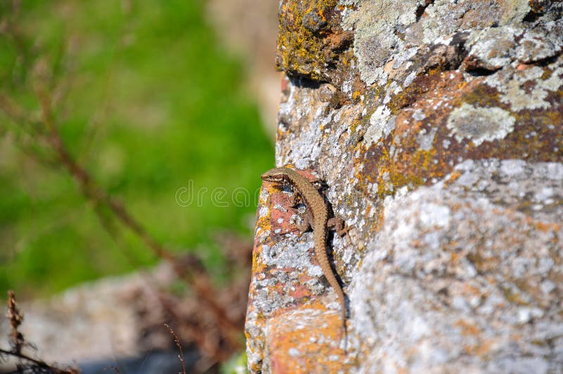 Ambush stock image. Image of small, animal, basking - 320658243