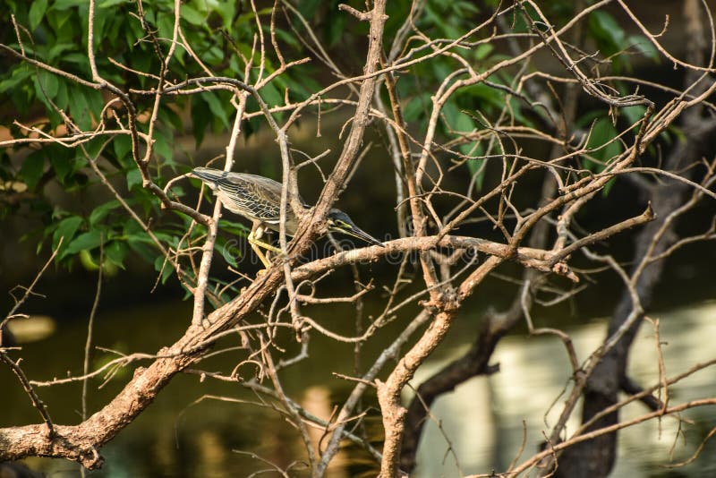 Ambush predator stock photo. Image of pond, concentrate - 99579388