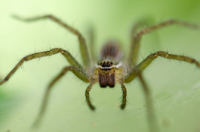 Ambush Prey on Spider Webs Trap Nests. Stock Photo - Image of ferocity ...