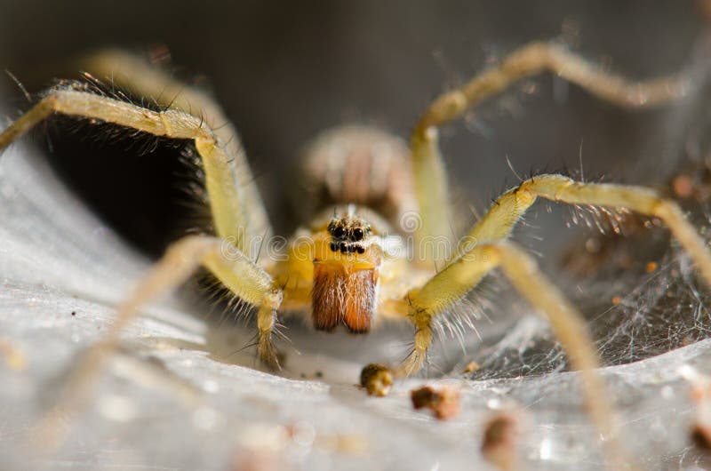 Ambush Prey on Spider Webs Trap Nests. Stock Image - Image of color ...