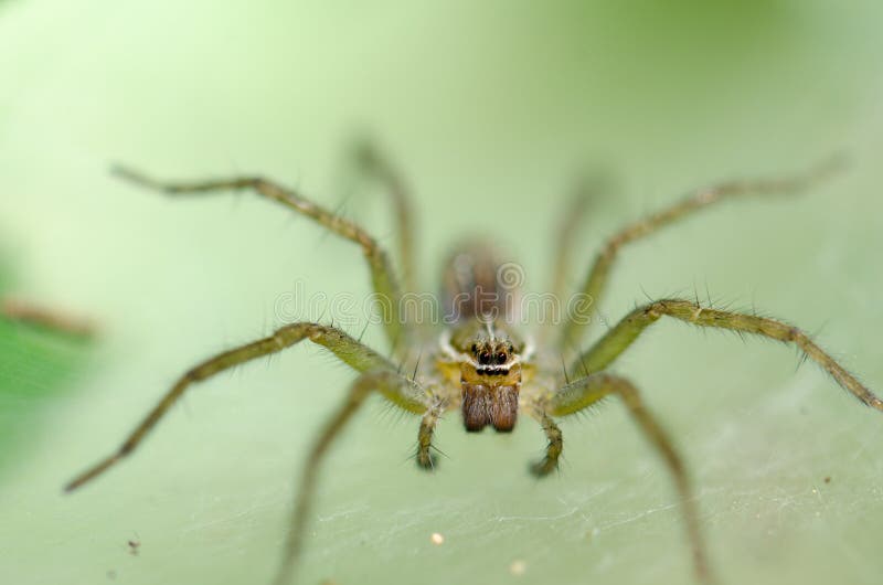 Ambush Prey on Spider Webs Trap Nests. Stock Image - Image of ferocity ...