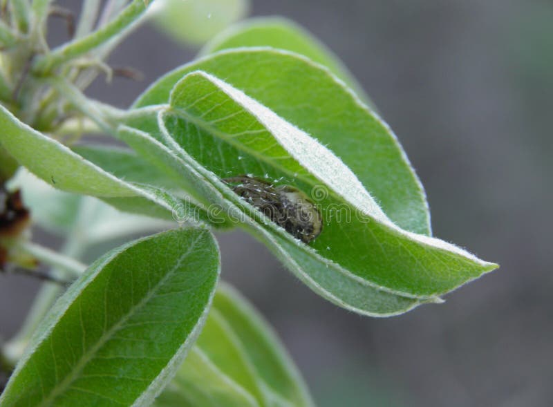 In Ambush stock photo. Image of ambush, leaf, prey, insect - 138186858